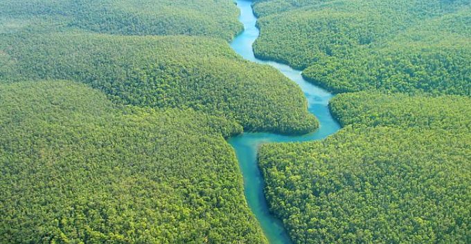 Gati gjysma e pyjeve tropikale eshte shkaterruar