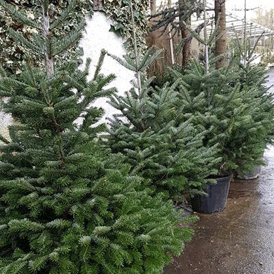 Bredh natyral me vazo | Kaleshi@ shpk