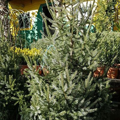 Bredh natyral me vazo | Kaleshi@ shpk