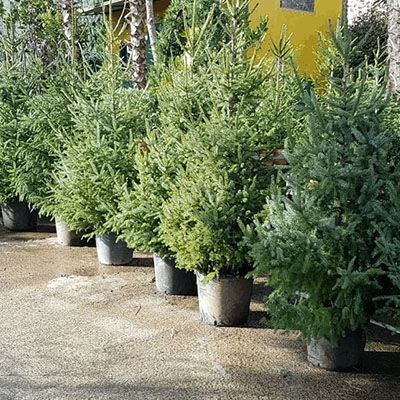 Bredh natyral | Kaleshi@ shpk