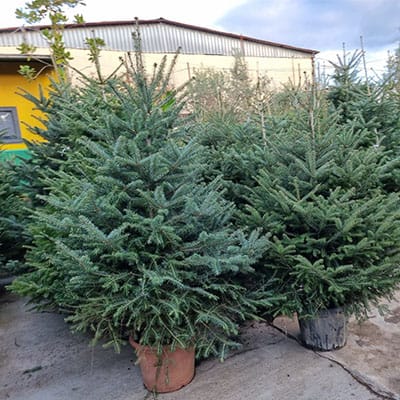 Bredh natyral | Kaleshi@ shpk