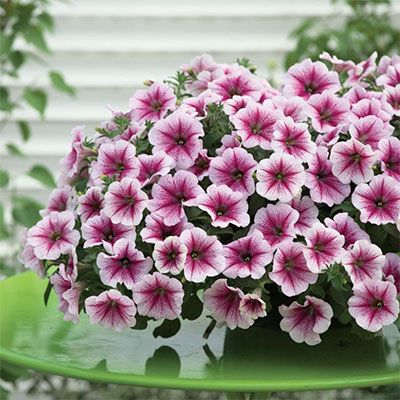 Lule delikate Petunia | Kaleshi@ shpk