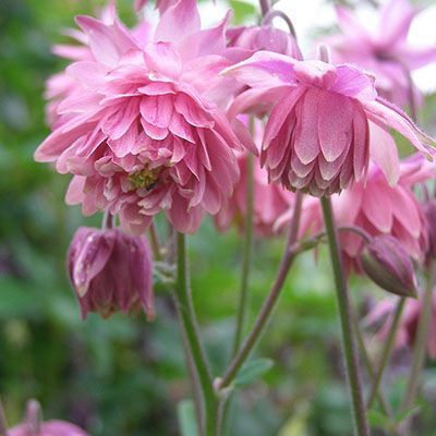 Lule, Bime, Peme | ACP