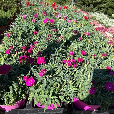 Lule natyrale per zyra | Kaleshi