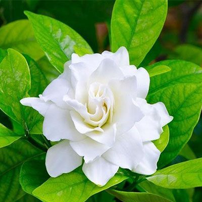 Lule tavoline Gardenia | Kaleshi@ shpk