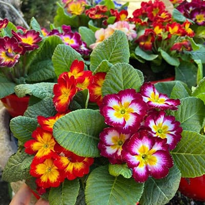 Lule dyngjyreshe Fuchsia | Kaleshi@ shpk