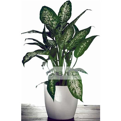 Bime barishtore shtepiake | Kaleshi@ shpk