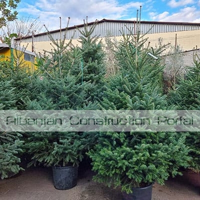 Bredh natyral me permasa te ndryshme | Kaleshi@ shpk