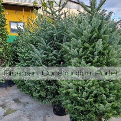 Bredh natyral per dekorin e festave | Kaleshi@ shpk