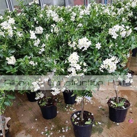 Lule Jasmine Bonsai | Kaleshi@ shpk