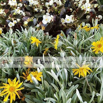 Lule e verdhe Gazania | Kaleshi@ shpk