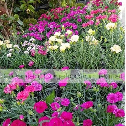 Lule karafil | Kaleshi@ shpk