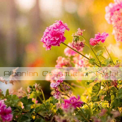 Lule mullage per verande dhe parvaz dritareje | Kaleshi@ shpk