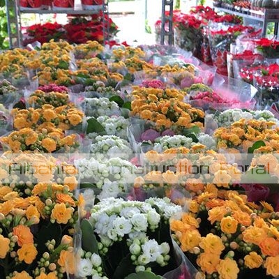 Lule natyrale me shumice per dyqane | Kaleshi