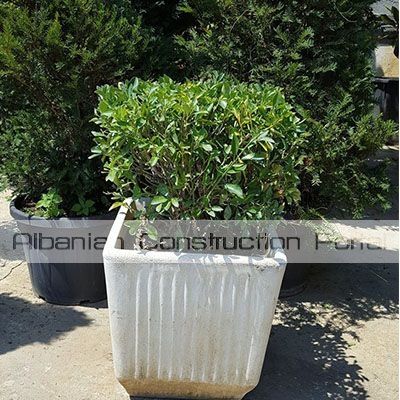 Lule natyrale me vazo per lokale | Kaleshi@ shpk