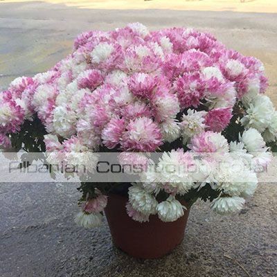 Lule natyrale ne vazo Krizanthema | Kaleshi@ shpk