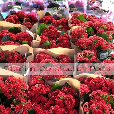 Lule natyrale per buqeta me shumice | Kaleshi