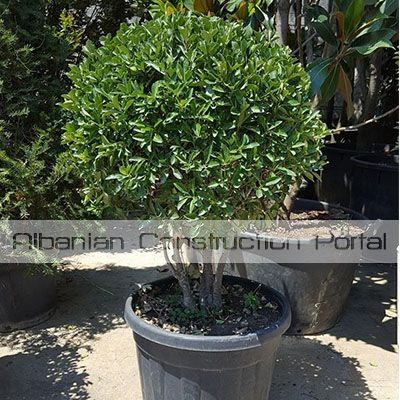 Lule natyrale per dekor te jashtem | Kaleshi@ shpk