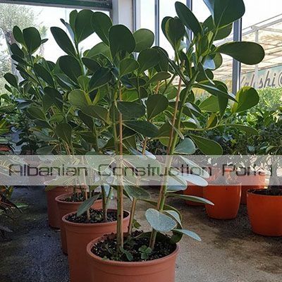 Lule natyrale per shtepi | Kaleshi@ shpk