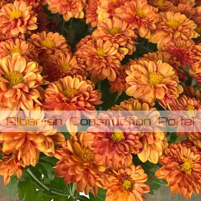 Lule natyrale portokalli per buqete | Kaleshi@ shpk