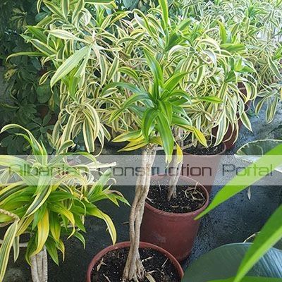 Lule natyrale zbukuruese | Kaleshi@ shpk