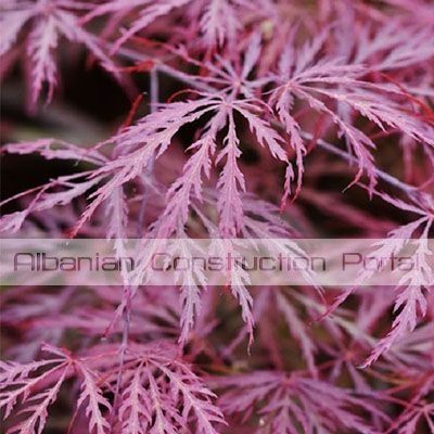Lule pa gonxhe Acer palmatum garnet | Kaleshi@ shpk