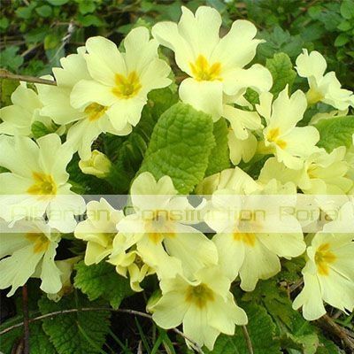 Lule vere Primula | Kaleshi@ shpk