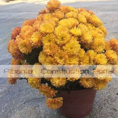 Lule zbukuruese natyrale | Kaleshi@ shpk