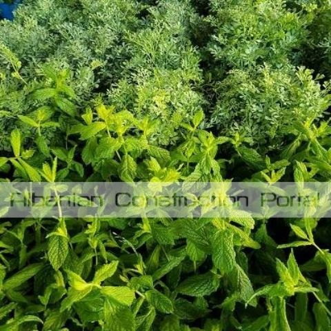 Nenexhik ne vazo | Kaleshi@ shpk