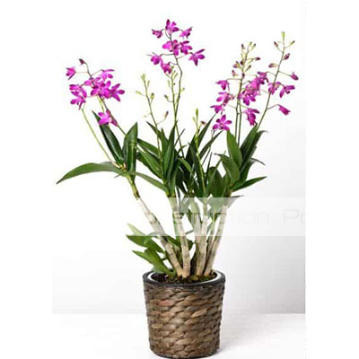 Orkide ngjyre vjollce per dekor eventi | Kaleshi@ shpk