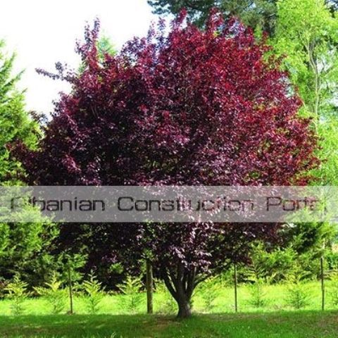 Peme per kopesht dhe lulishte Prunus Nigra | Kaleshi@ shpk